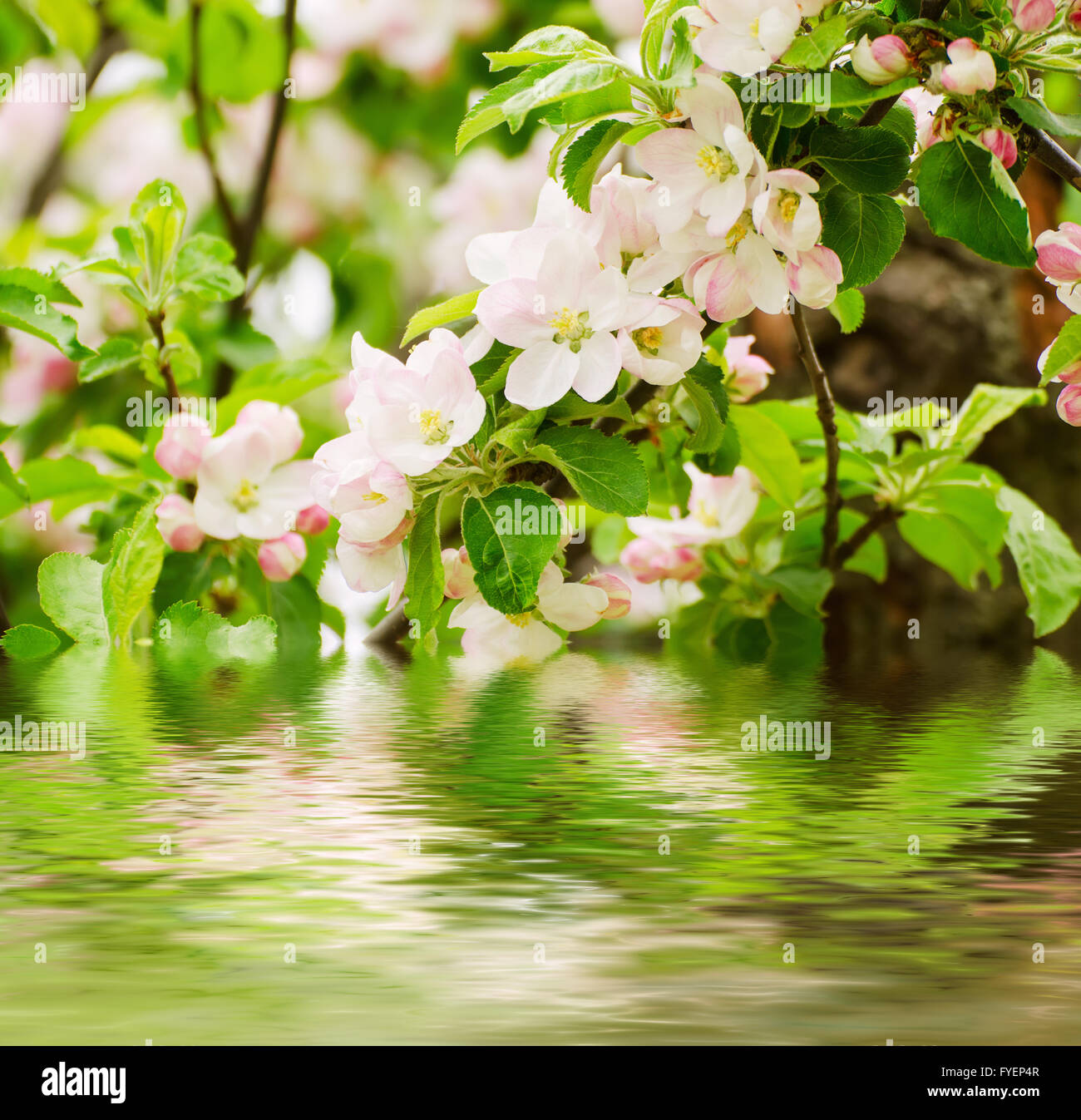 Apple tree flower Stock Photo - Alamy