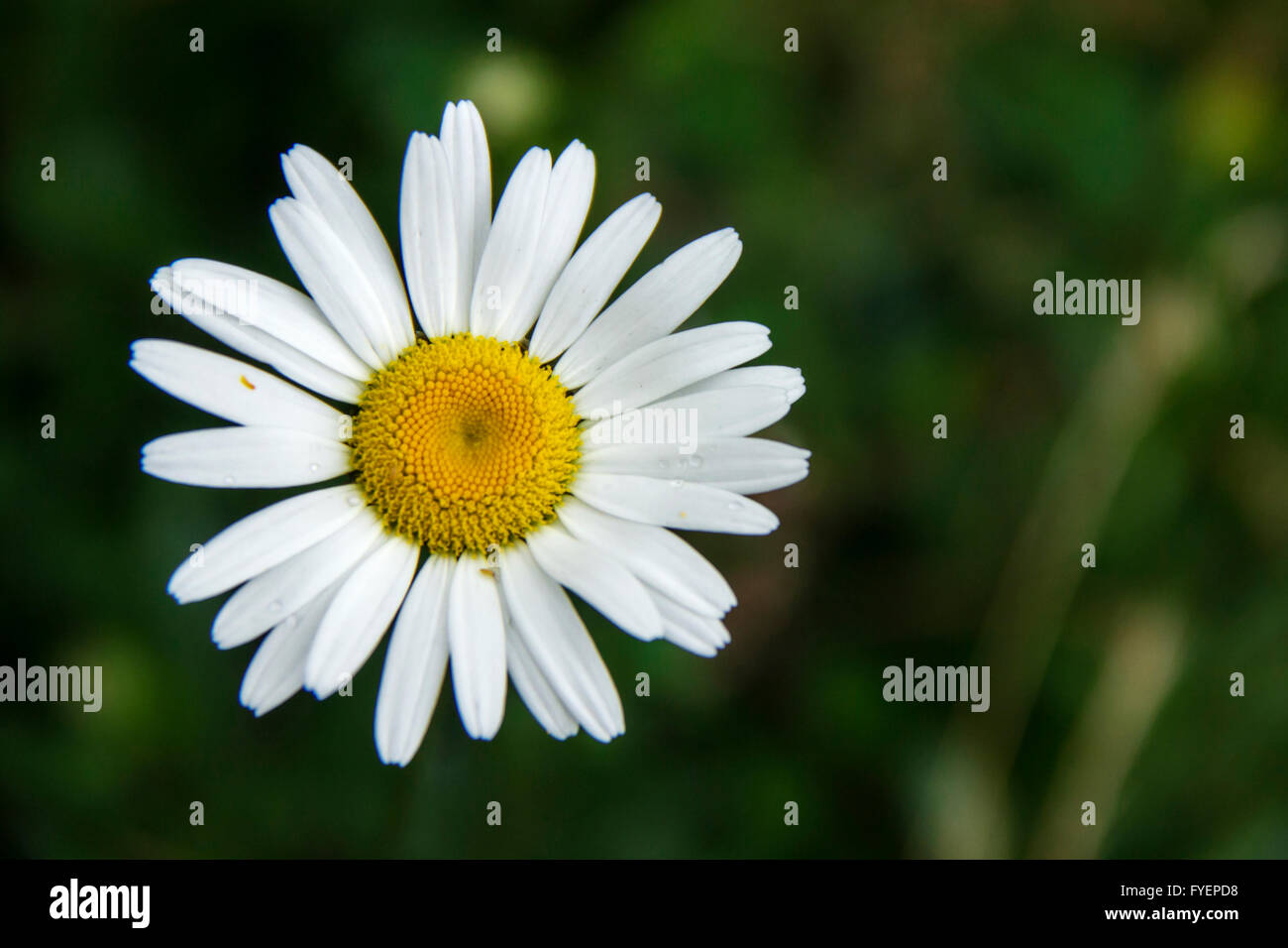 A Daisy flower Stock Photo - Alamy