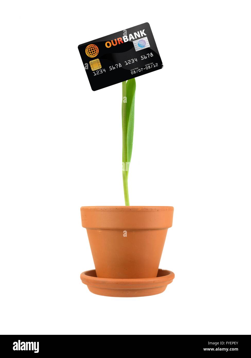 A flowering credit card in a clay pot isolated against a white ...