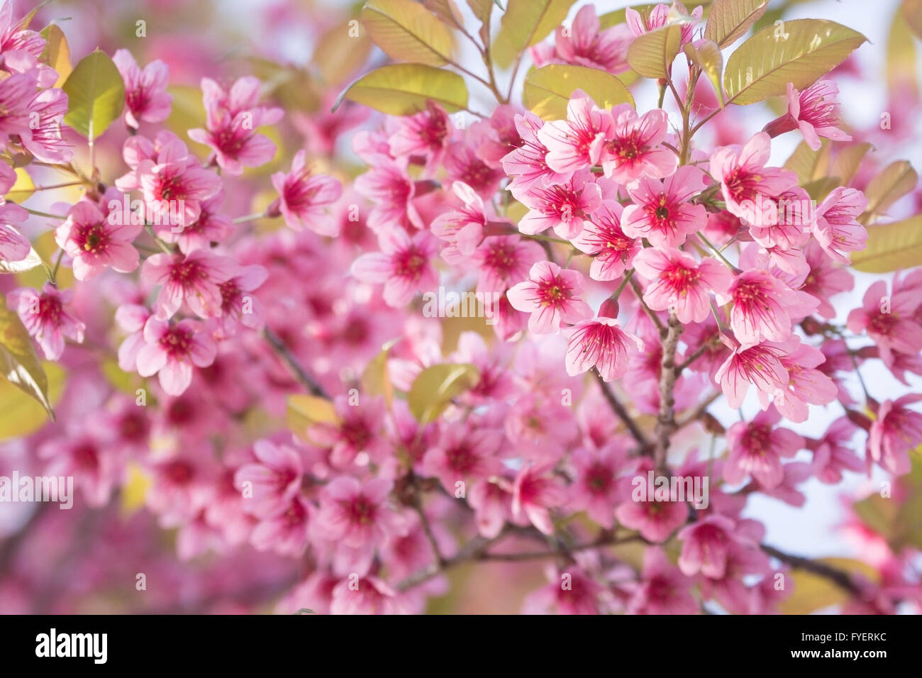Beautiful pink Sakura flower blooming background Stock Photo - Alamy