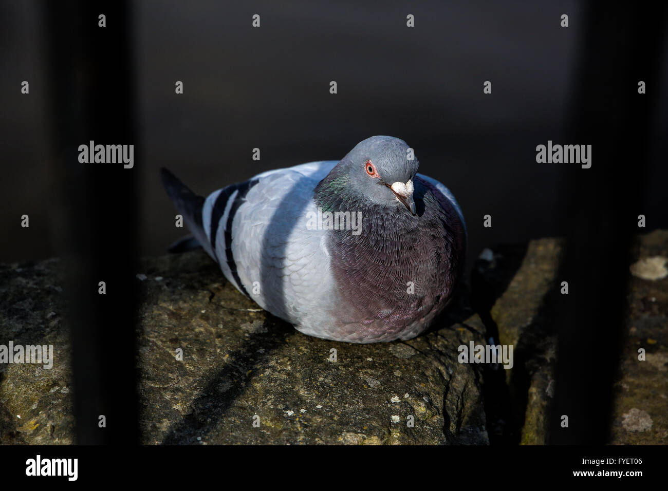 Relaxed pigeon hi-res stock photography and images - Alamy
