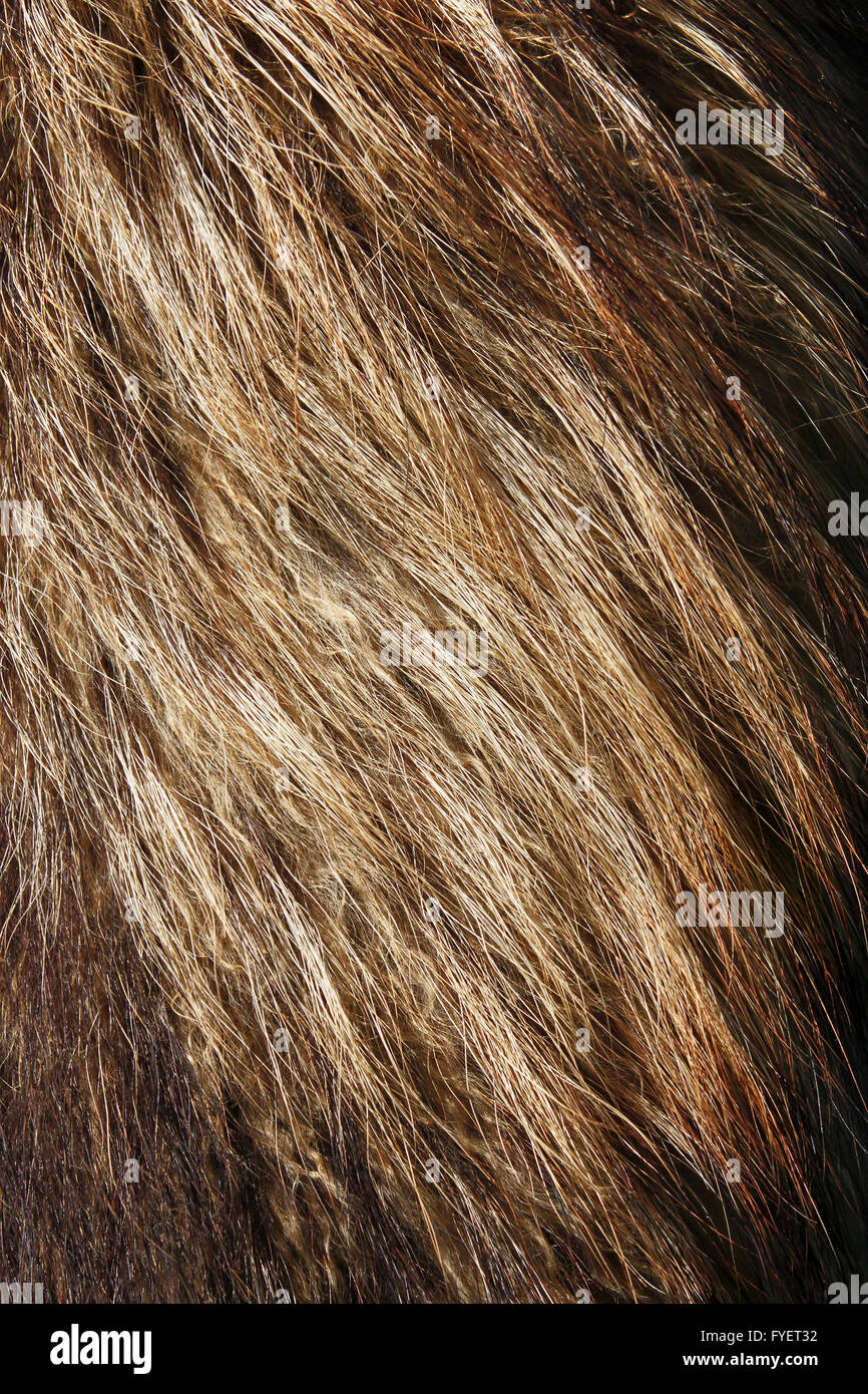 Messy furry hairy hi-res stock photography and images - Alamy
