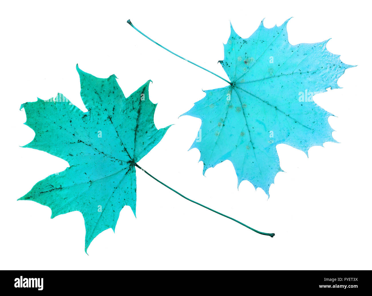 Two maple leaves isolated on white background Stock Photo - Alamy