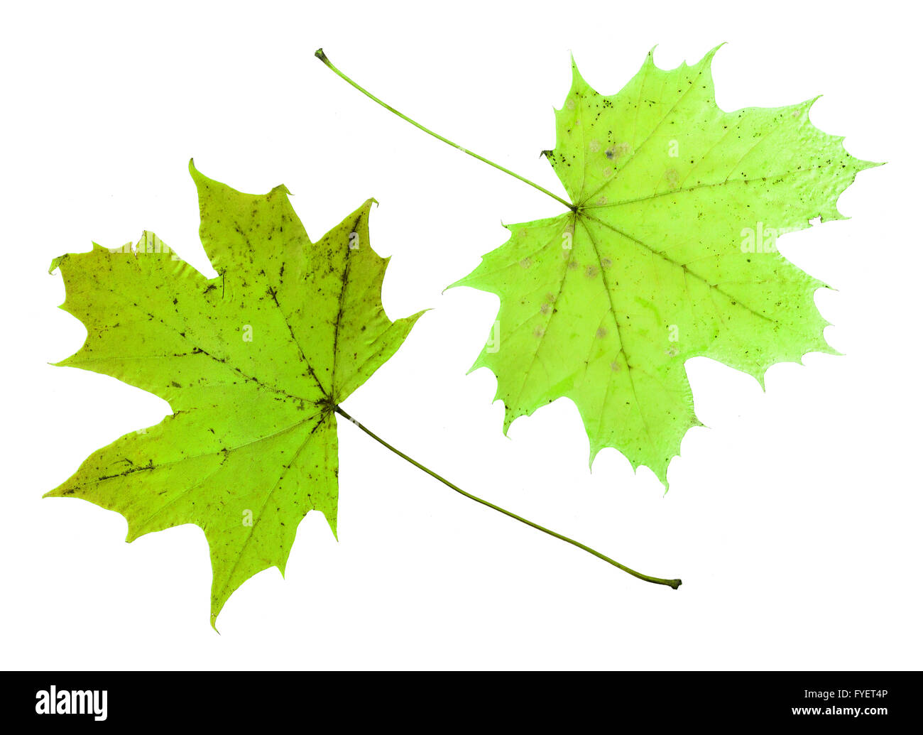 Two green maple leaves isolated on white background Stock Photo - Alamy