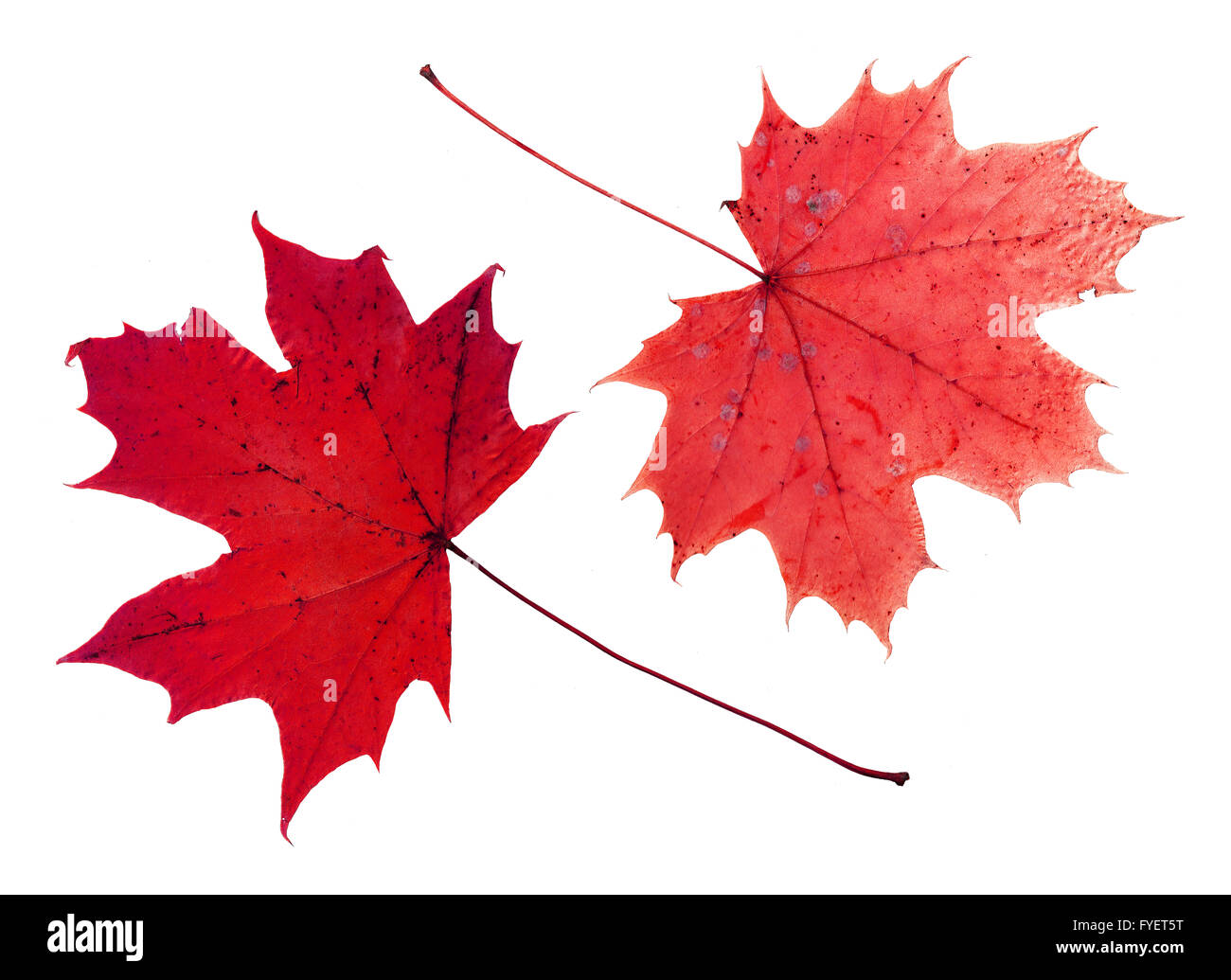 Two red maple leaves isolated on white background Stock Photo - Alamy