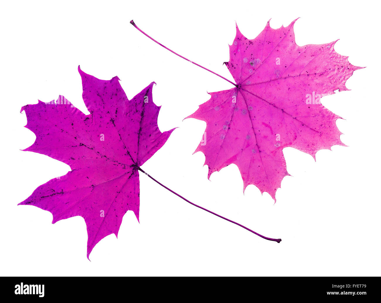Two pink maple leaves isolated on white background Stock Photo - Alamy