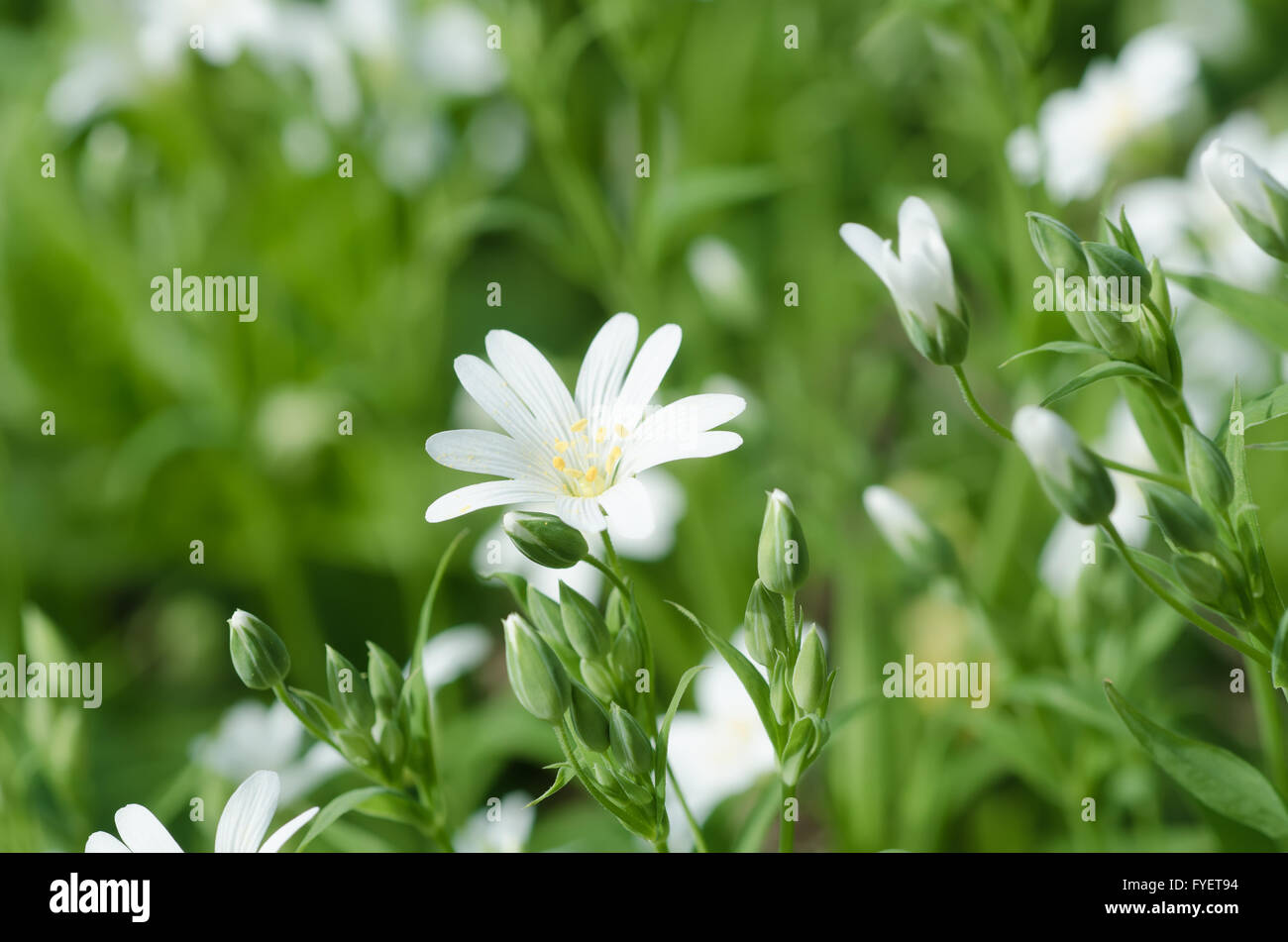 White spring flowers Stock Photo - Alamy