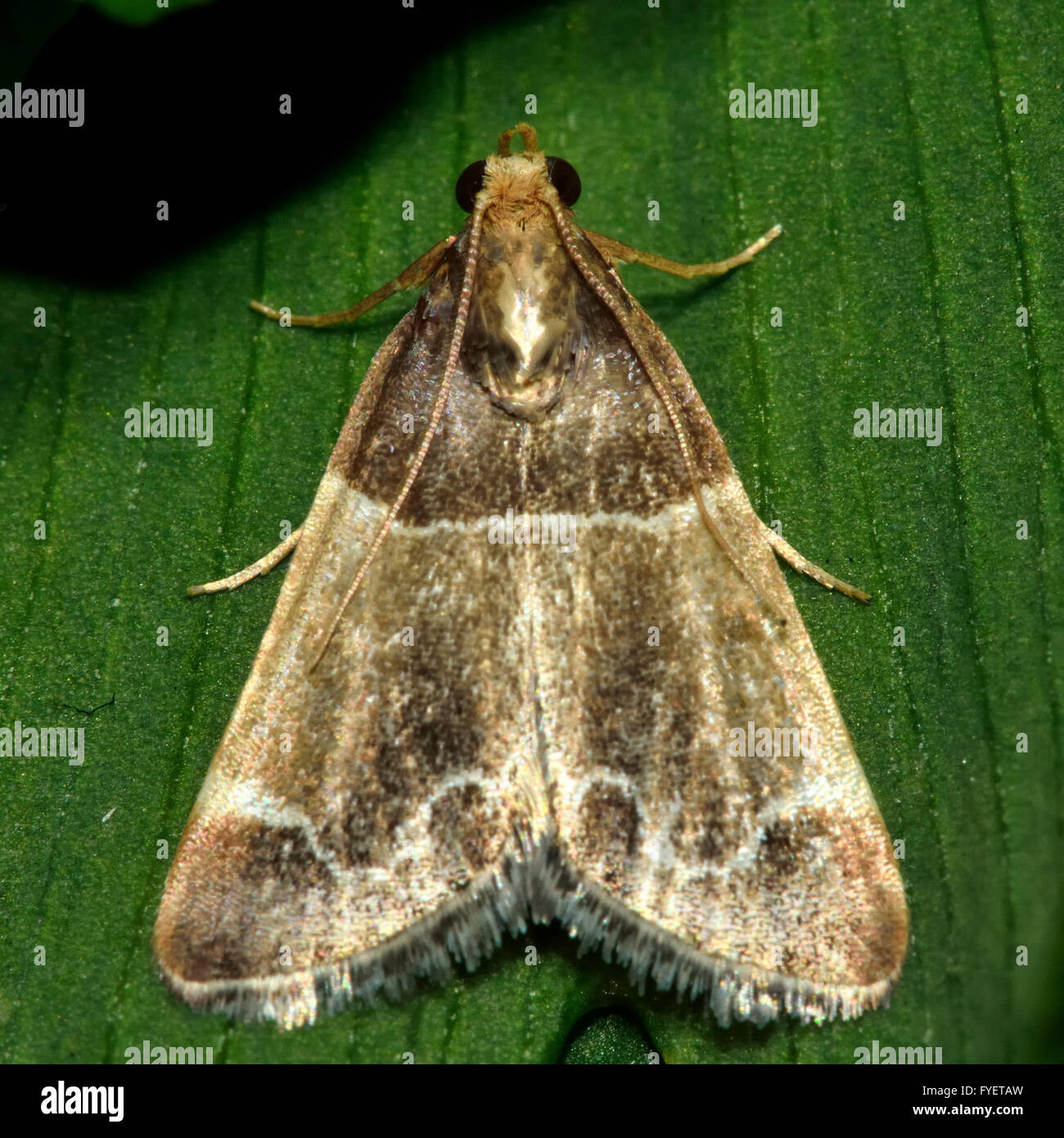 Meal moth (Pyralis farinalis) micro moth. Small Pyralid moth, an insect ...