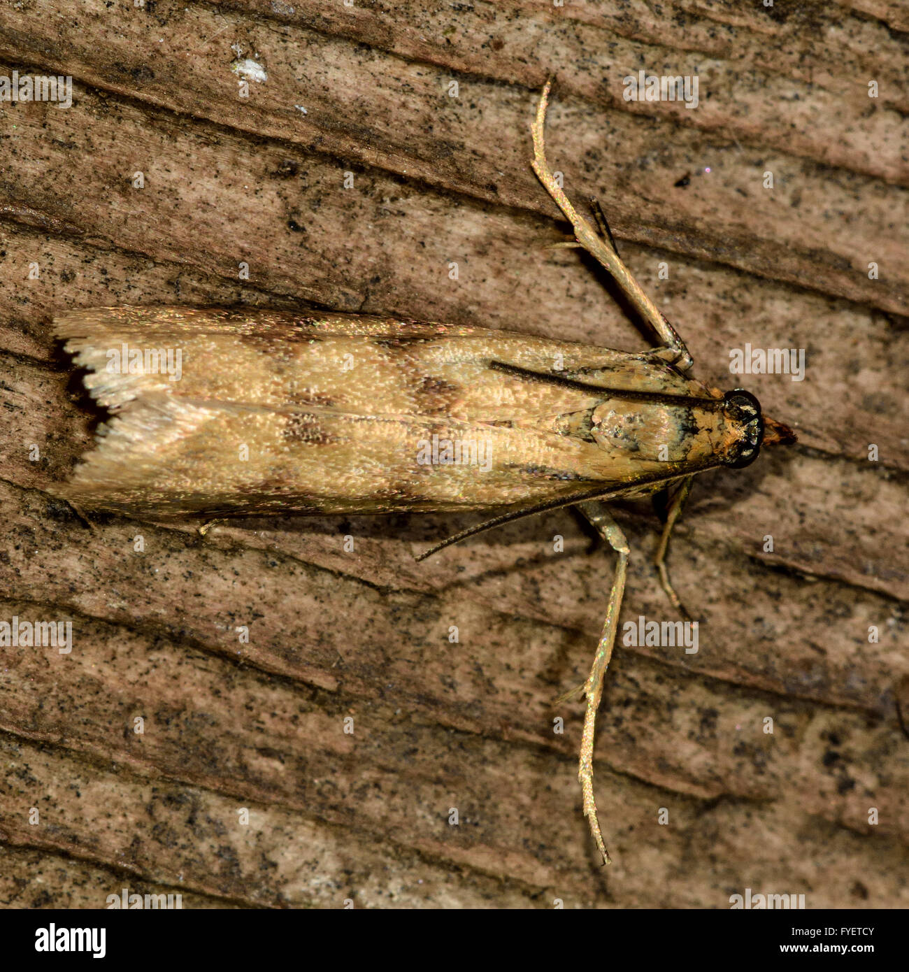 Pyralidae High Resolution Stock Photography and Images - Alamy