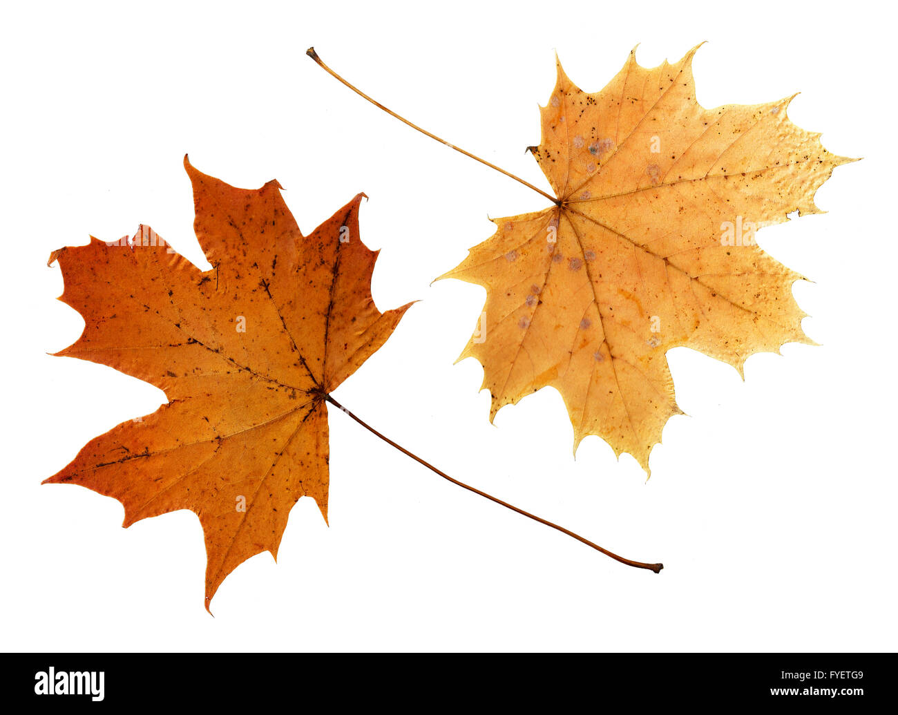 Two maple leaves isolated on white background Stock Photo - Alamy