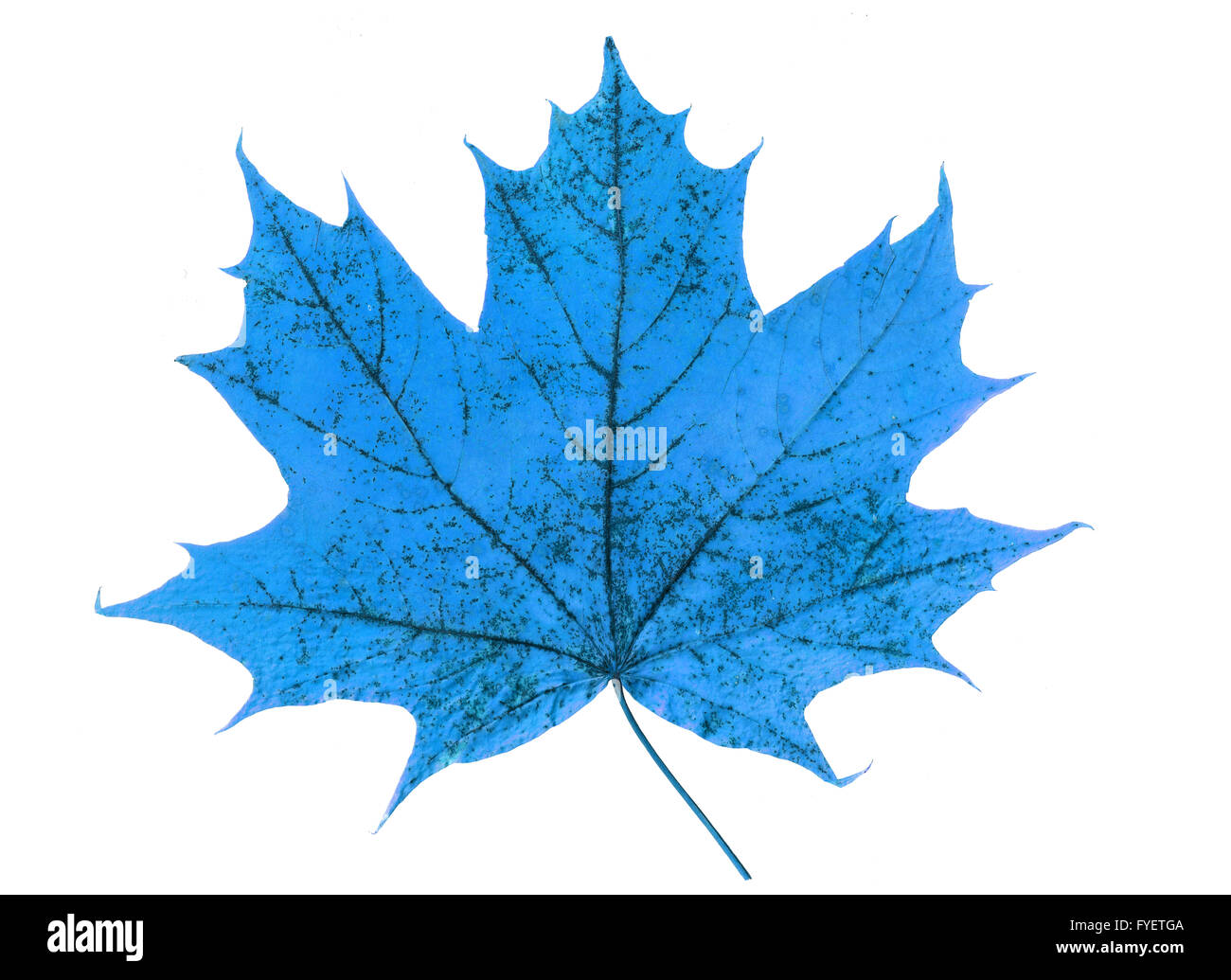 Blue maple leaf isolated on white background Stock Photo - Alamy