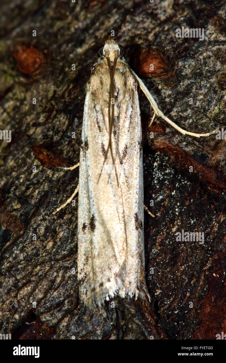 Phycitodes binaevella micro moth. Small Pyralid moth, an insect in the ...