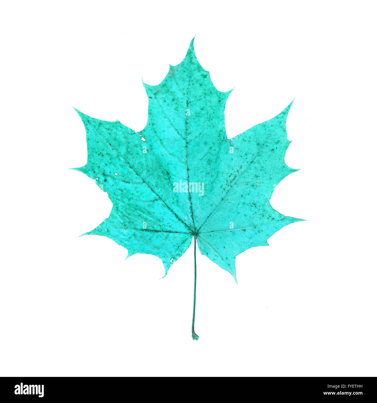 Turquoise color maple leaf isolated on white background Stock Photo - Alamy