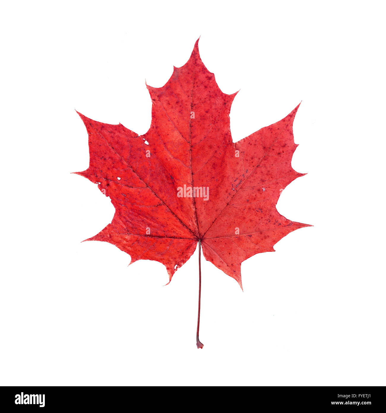 Red maple leaf isolated on white background Stock Photo - Alamy