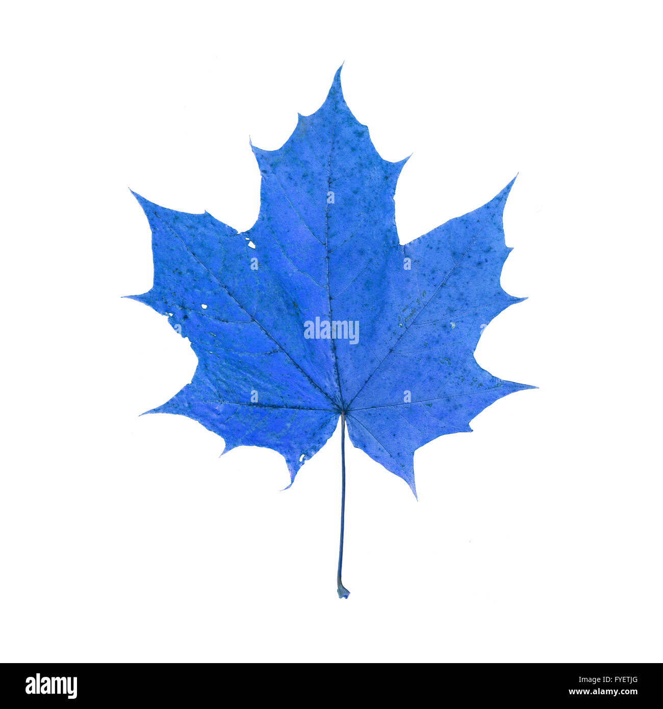 Blue maple leaf isolated on white background Stock Photo - Alamy