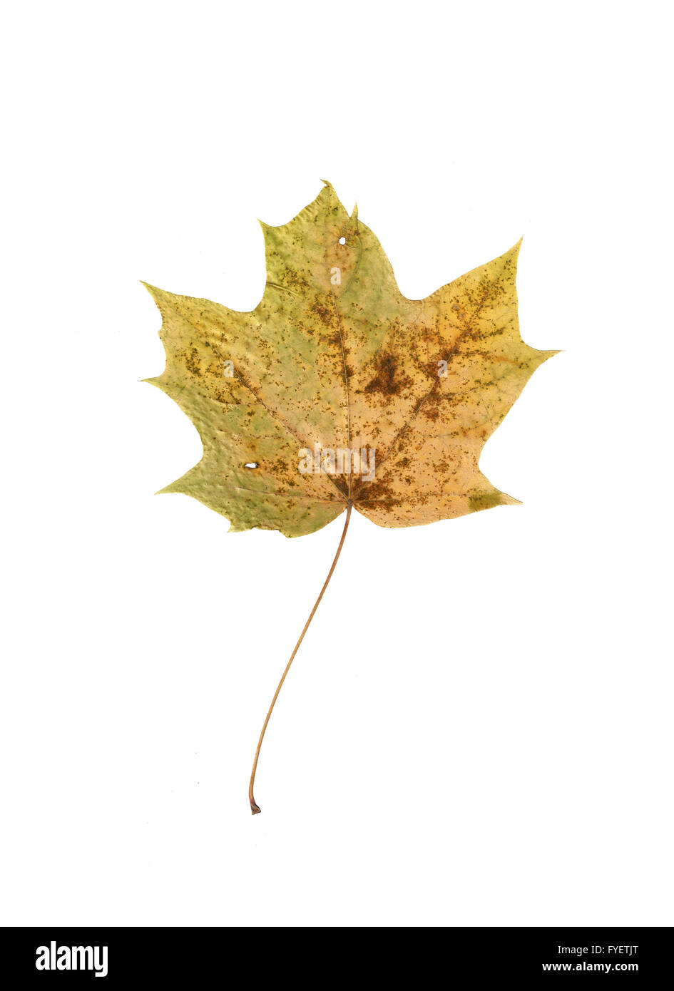Autumn maple leaf isolated on white background Stock Photo - Alamy