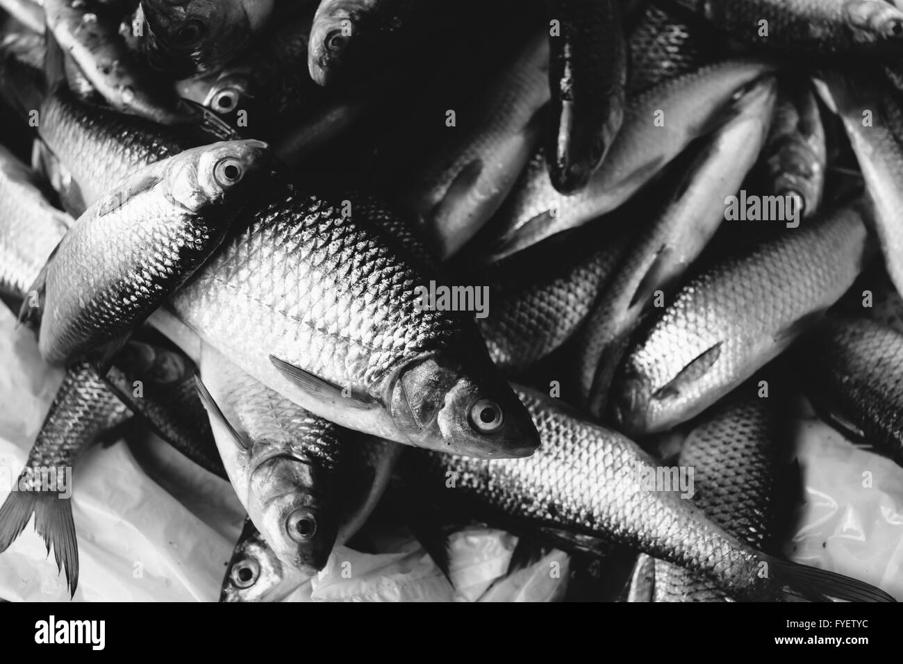 Many fish caught in the market Stock Photo - Alamy