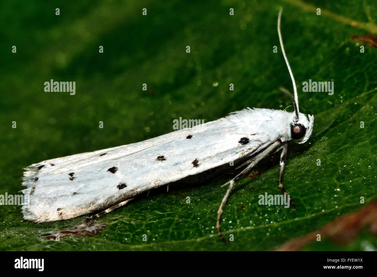 Thistle ermine (Myelois circumvoluta) micro moth in profile. Small ...