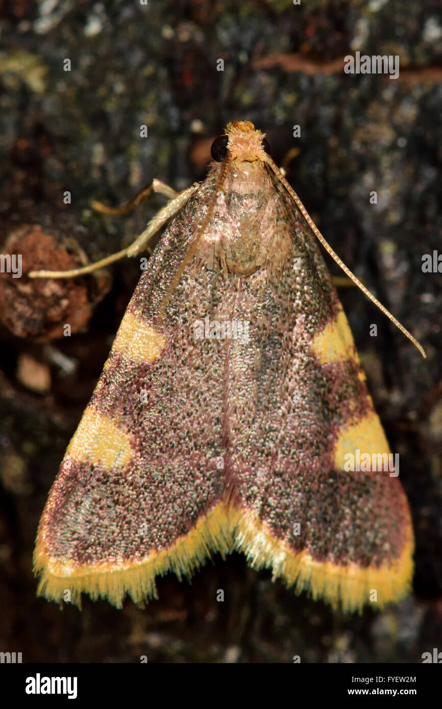 Gold triangle hypsopygia costalis hi-res stock photography and images ...