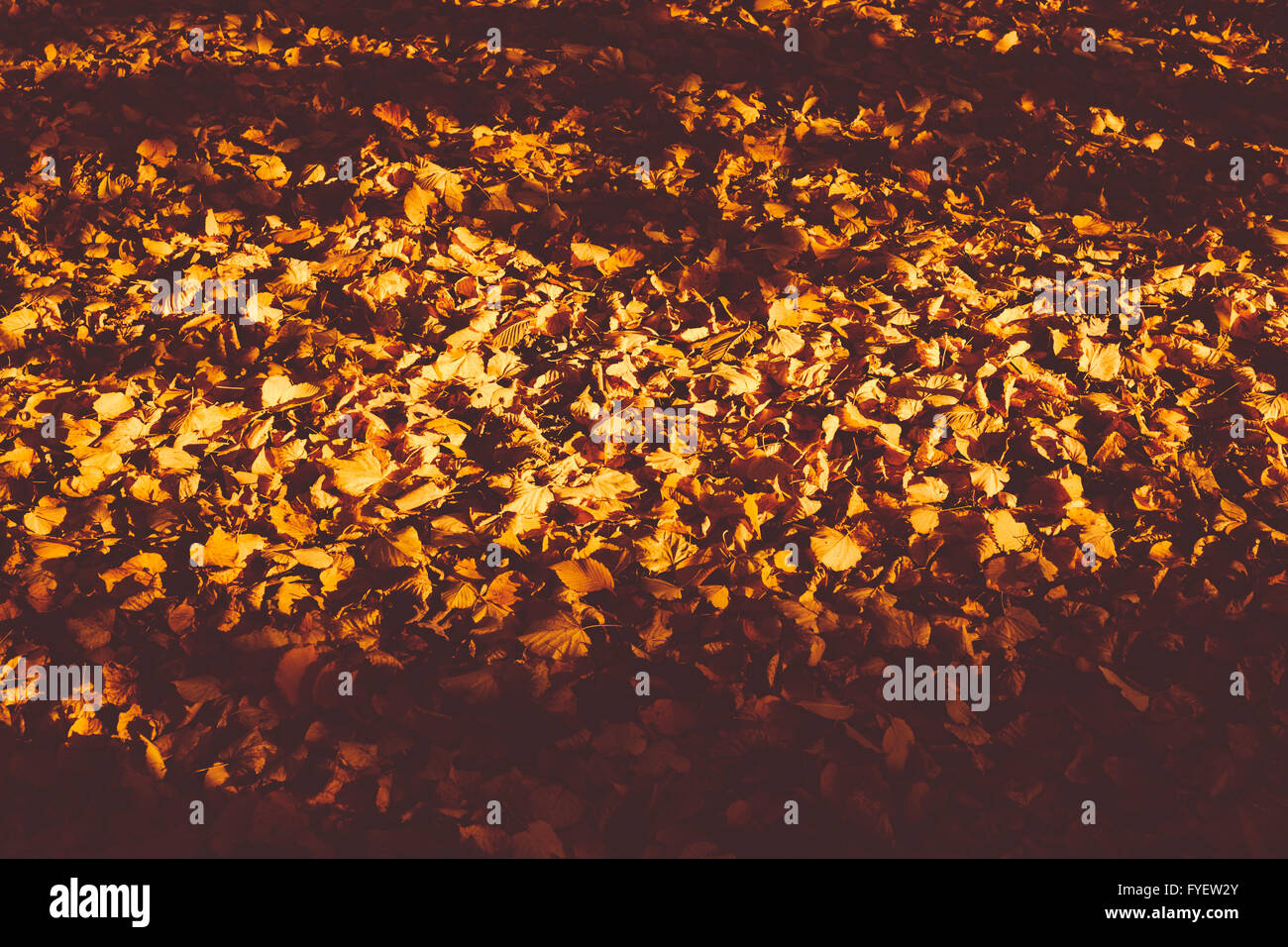 Autumn natural background with leaves Stock Photo - Alamy