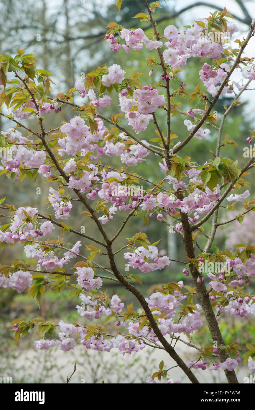 Prunus Usa - susane. Cherry tree blossom in spring Stock Photo - Alamy