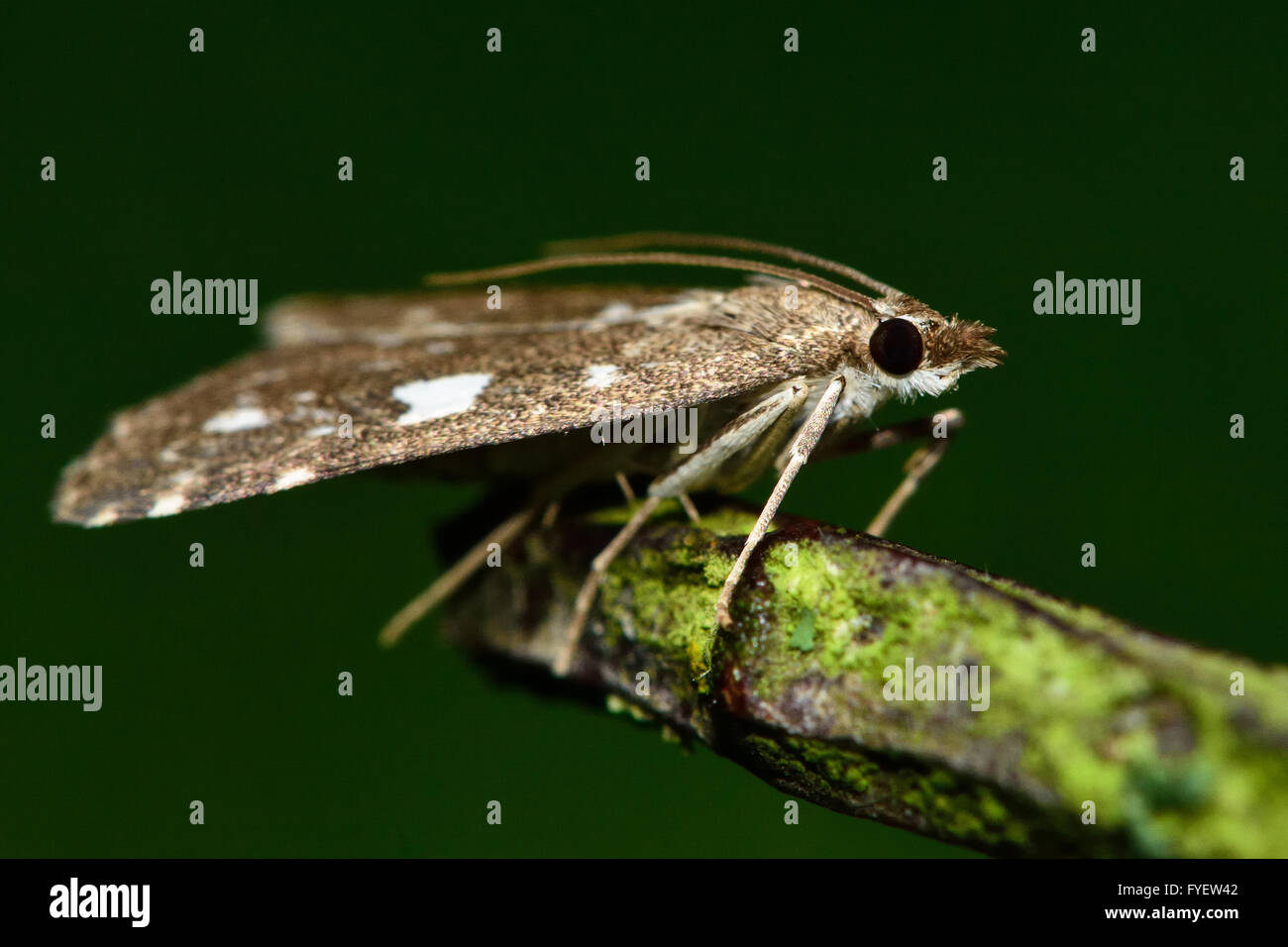 Udea olivalis micro moth. Small Pyralid moth, an insect in the family ...