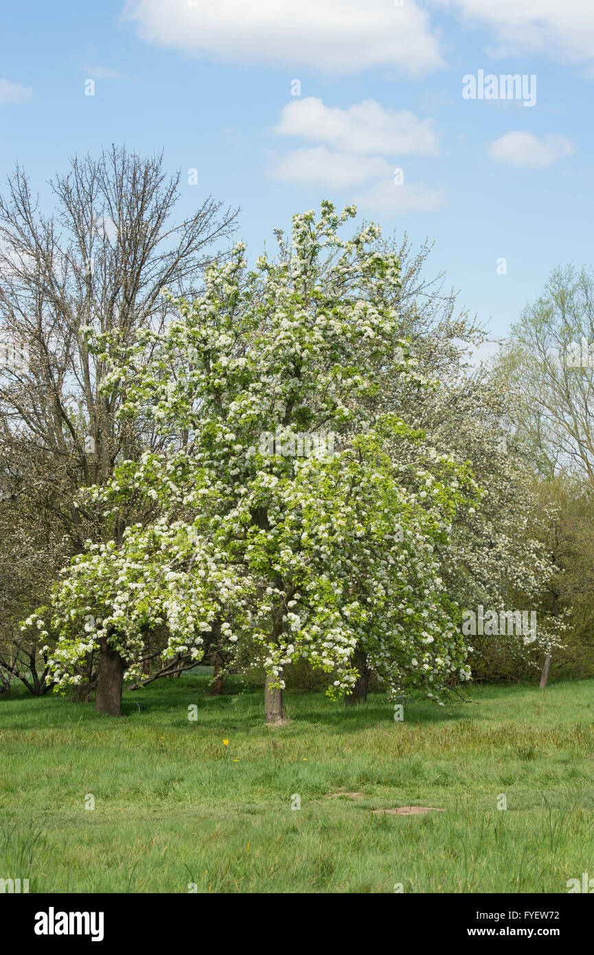 Pyrus communis jaspidea. Pear tree in blossom at RHS Wisley gardens ...