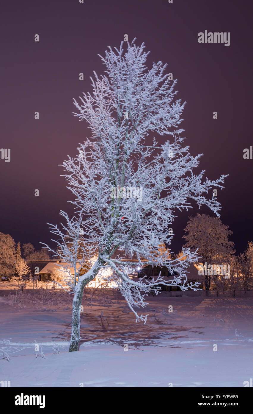 Lonely tree in winter at night Stock Photo - Alamy