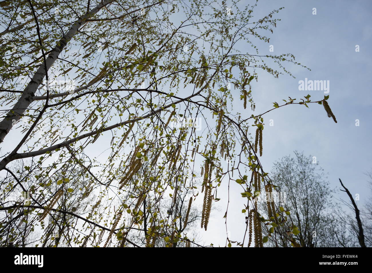 flowers on the birch tree in nature betula sunset Stock Photo - Alamy