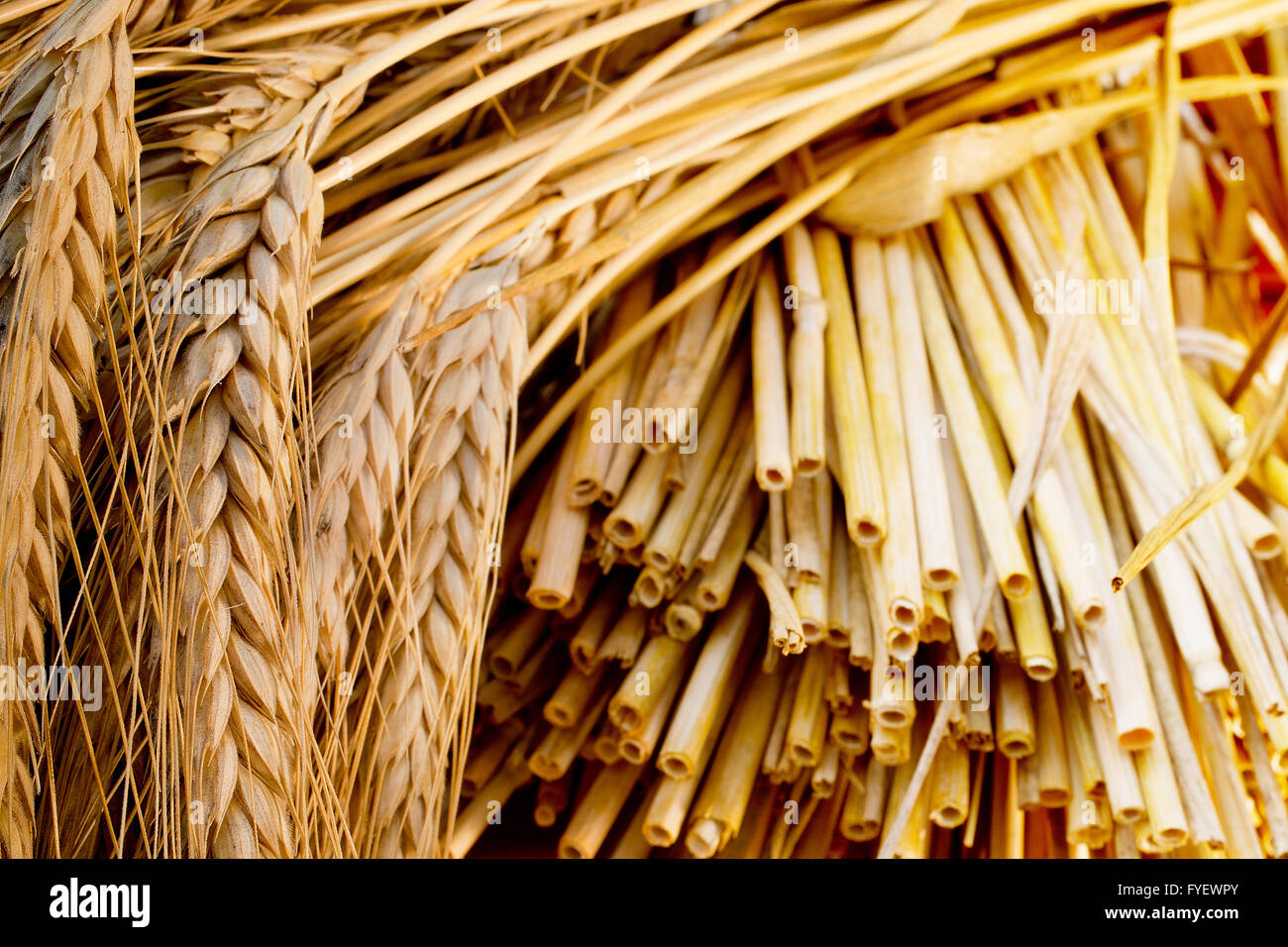 Sheaf of corn hi-res stock photography and images - Alamy