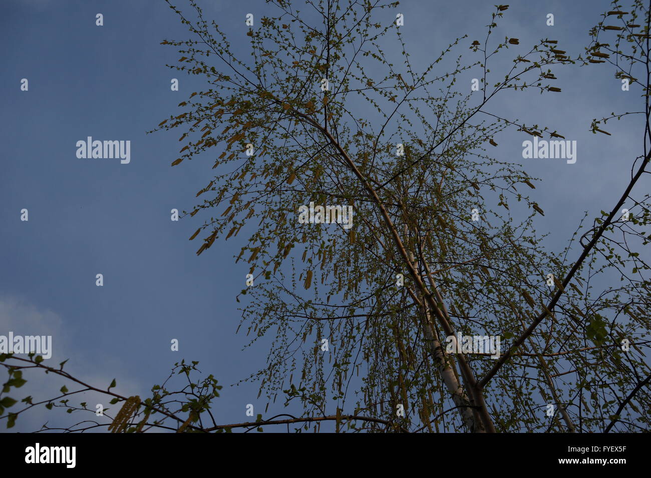 flowers on the birch tree in nature betula sunset Stock Photo - Alamy