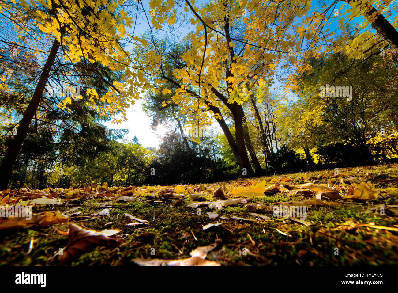 Falling bush hi-res stock photography and images - Alamy