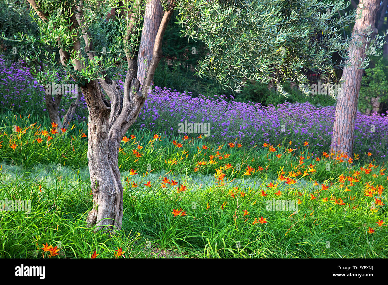 Colorful park with flowers Stock Photo - Alamy