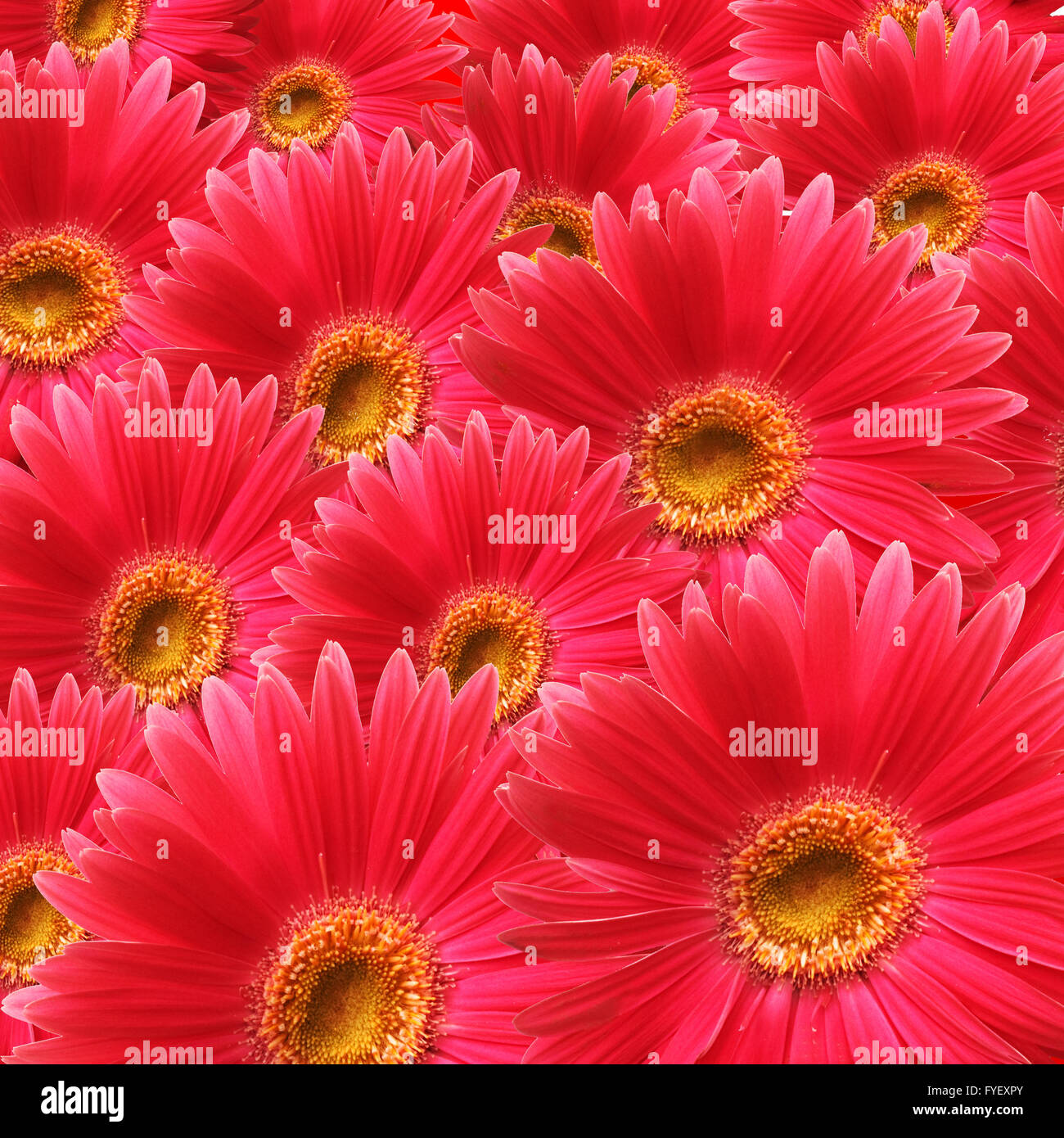 Red flowers background. Square shape Stock Photo - Alamy