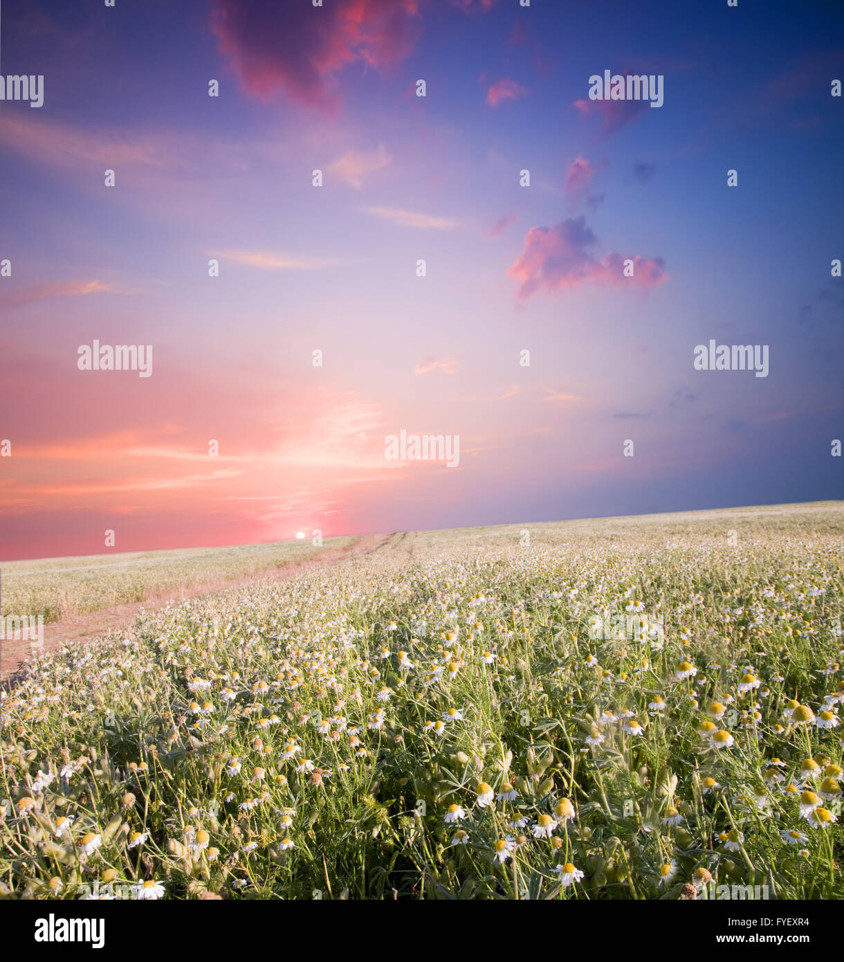 Sunrise over flower land Stock Photo - Alamy
