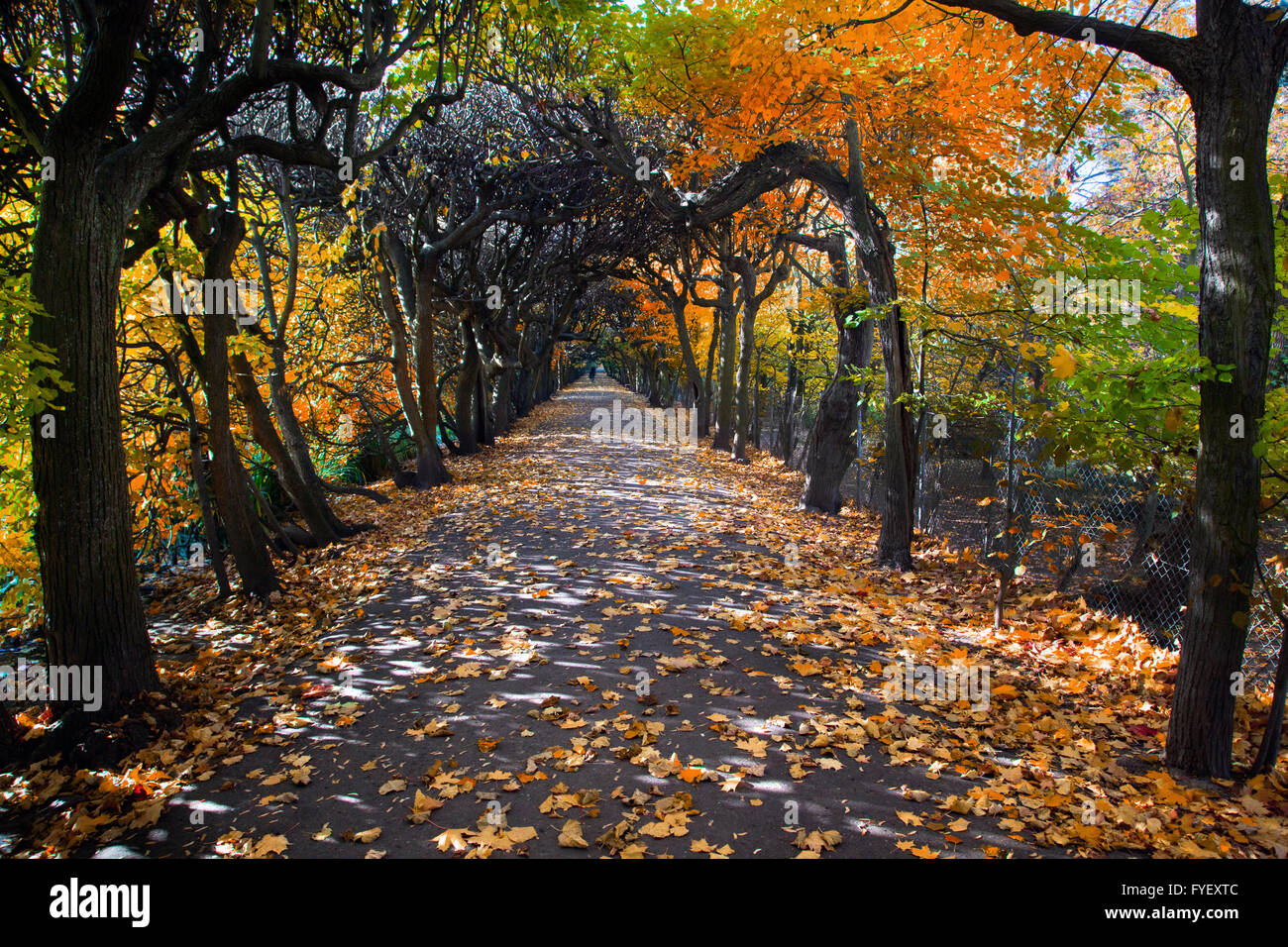 Falling bush hi-res stock photography and images - Alamy