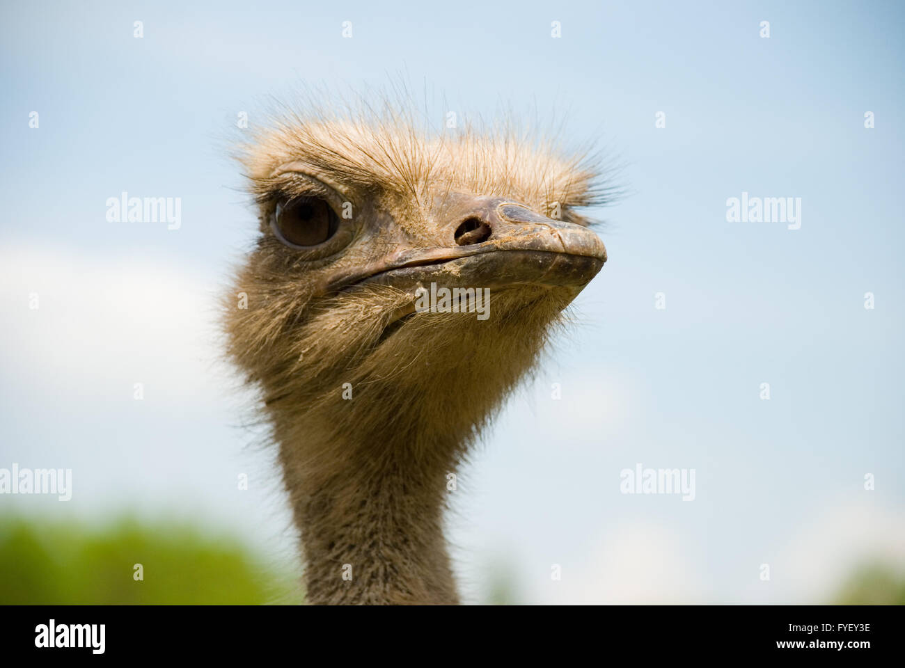 Portrait of ostrich on the nature Stock Photo - Alamy