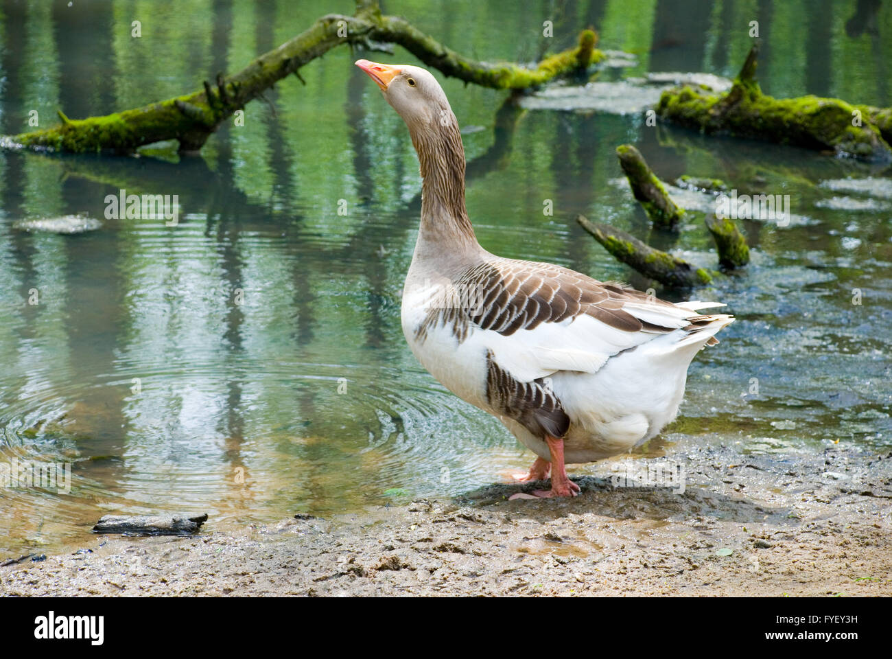 Goose in zoo hi-res stock photography and images - Alamy