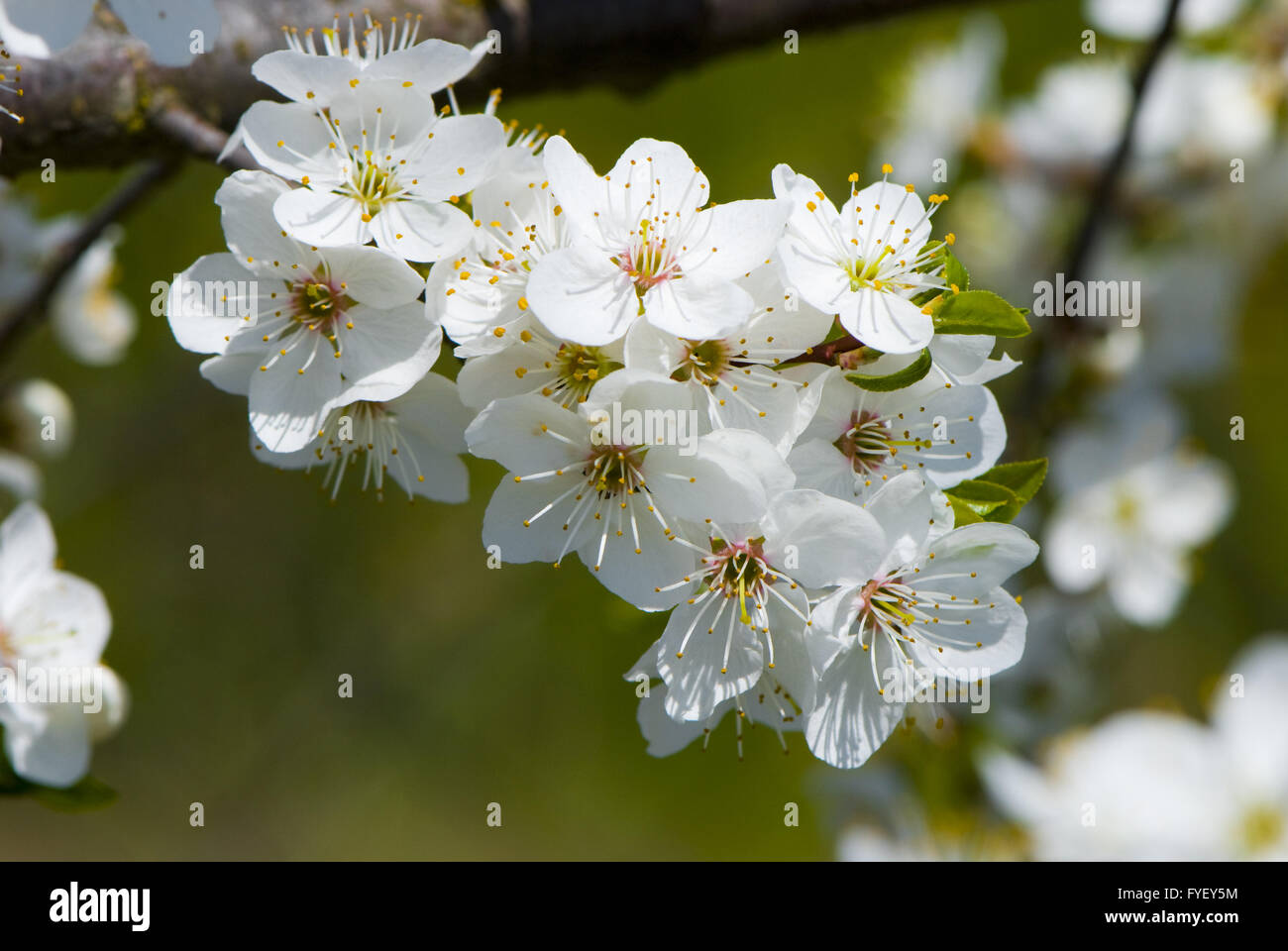 wonderful flowering tree Stock Photo - Alamy