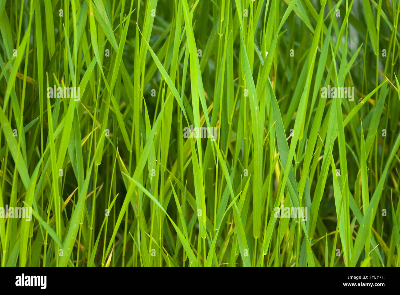 Mowed grass pattern hi-res stock photography and images - Alamy