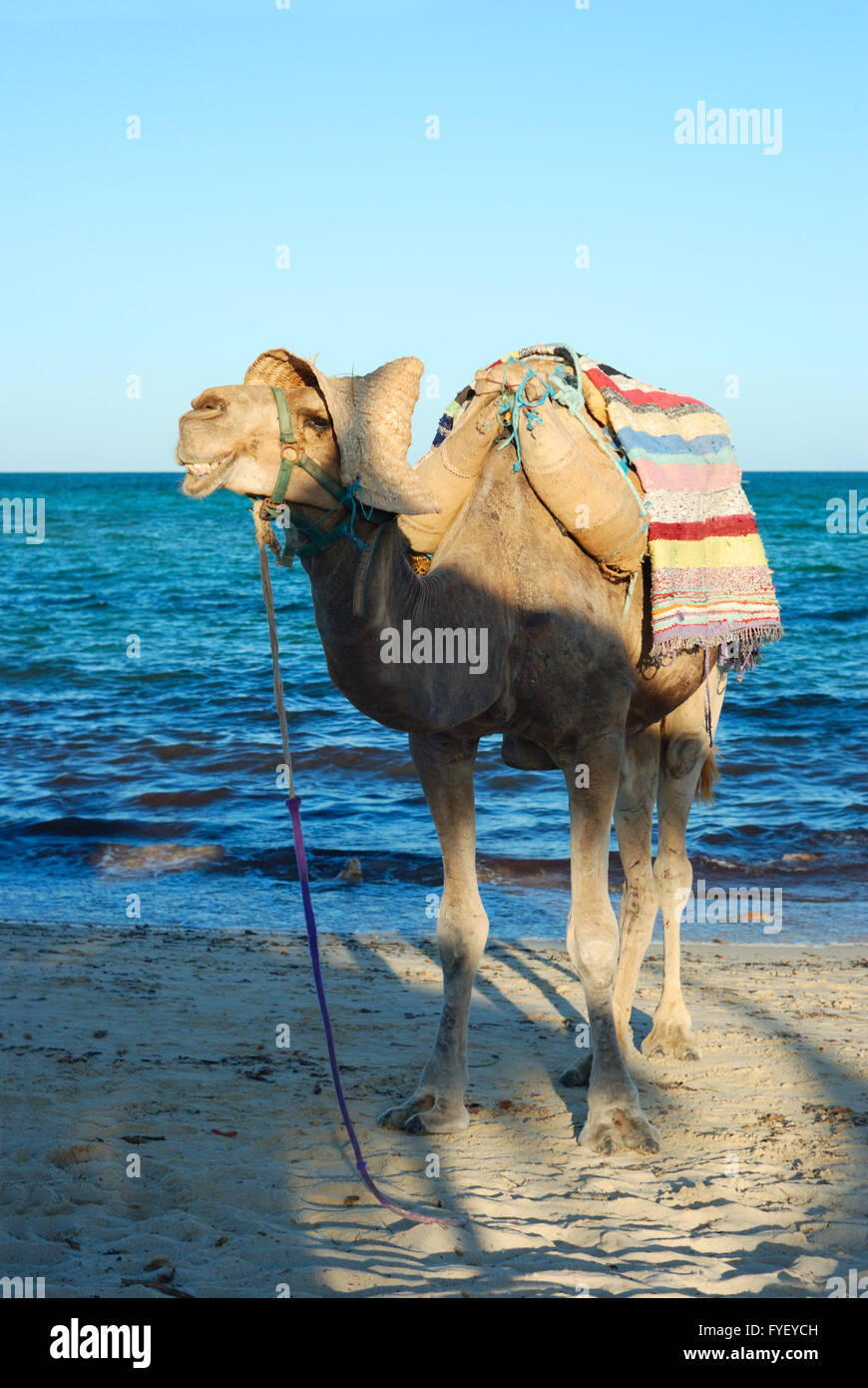 smiling camel on beach in tunisia Stock Photo - Alamy