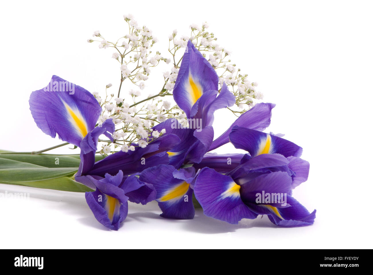 Irises flower Cut Out Stock Images & Pictures - Alamy