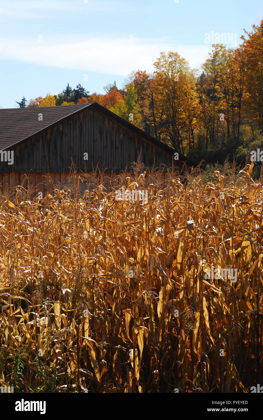 Hidden in the corn (vertical Stock Photo - Alamy