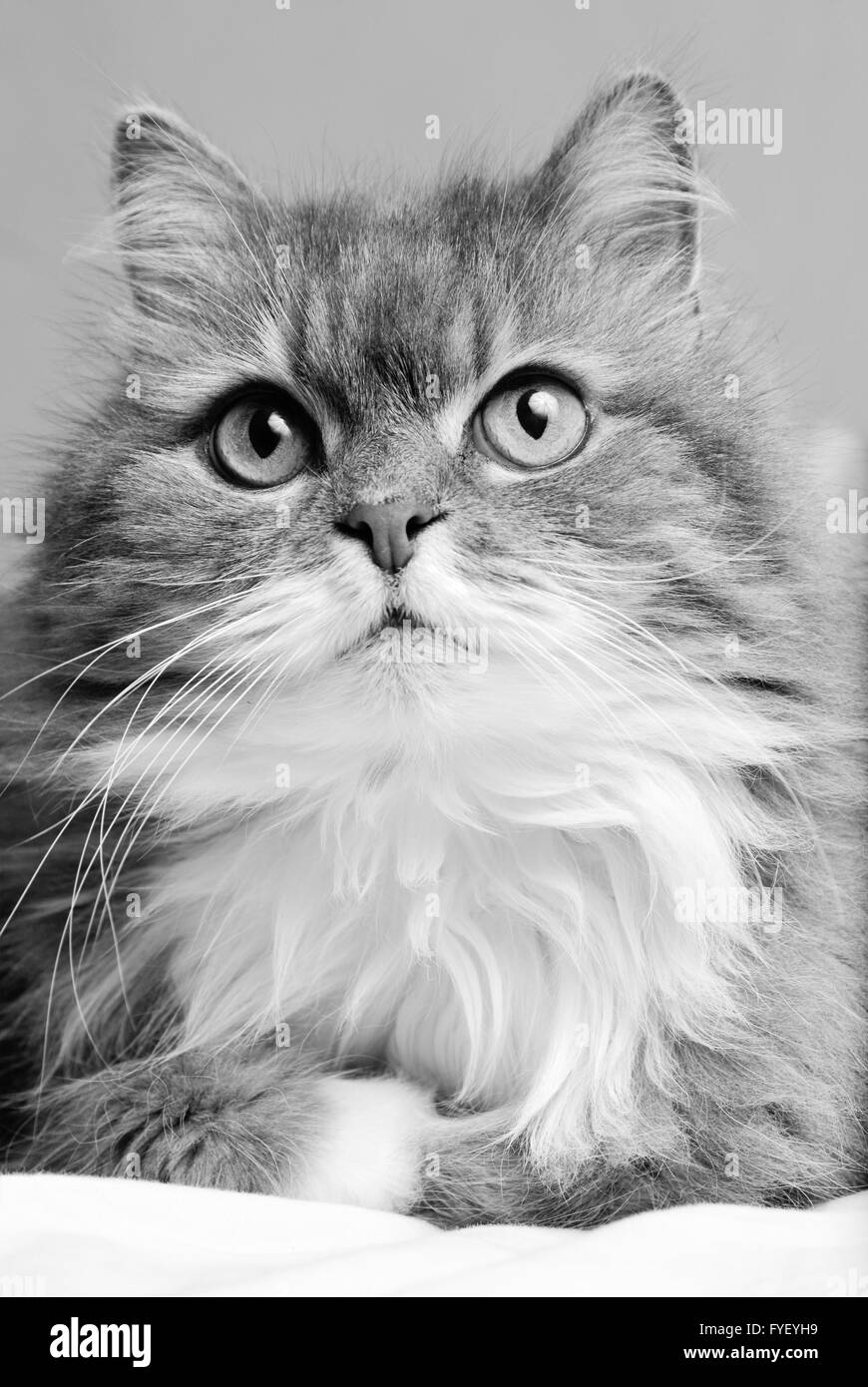 Small black gray cat Black and White Stock Photos & Images - Alamy
