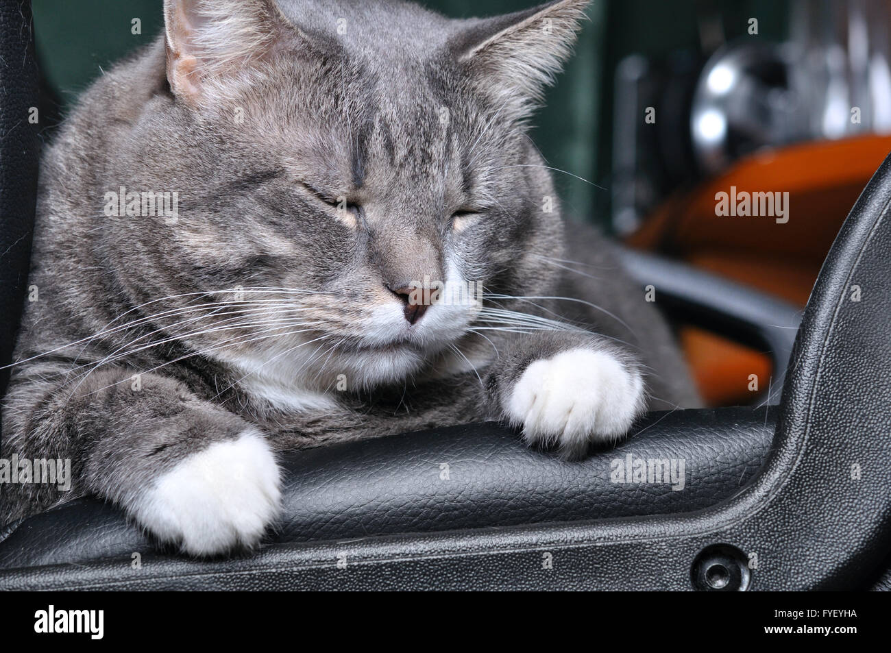big cat is sleeping on chair Stock Photo - Alamy