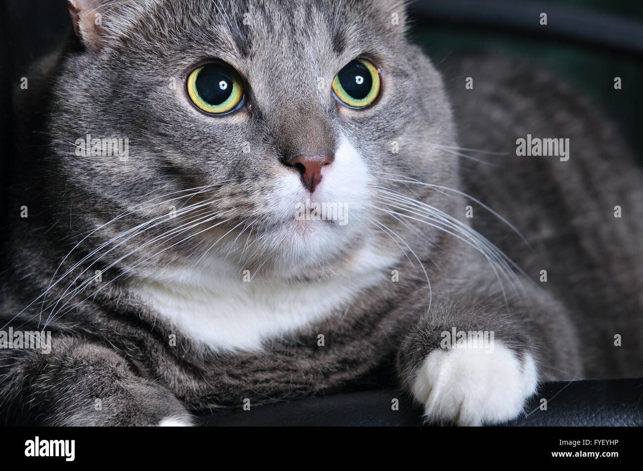 closeup of a big cat looking upwards Stock Photo - Alamy