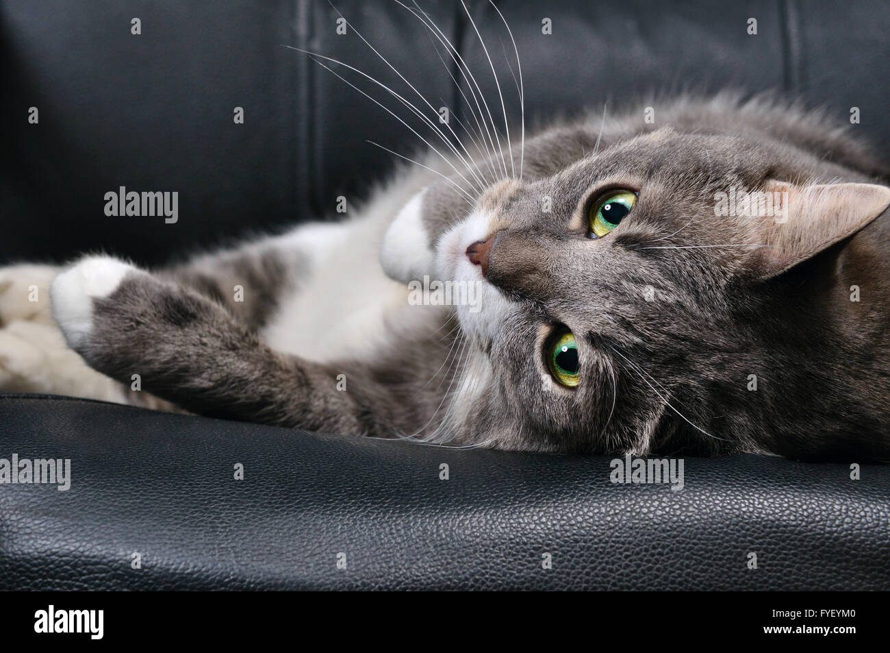 big cat is lying on a chair Stock Photo - Alamy