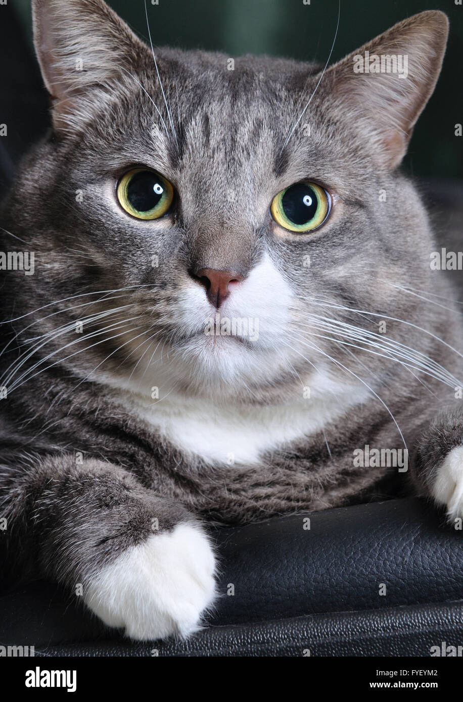 closeup of a huge cat Stock Photo - Alamy