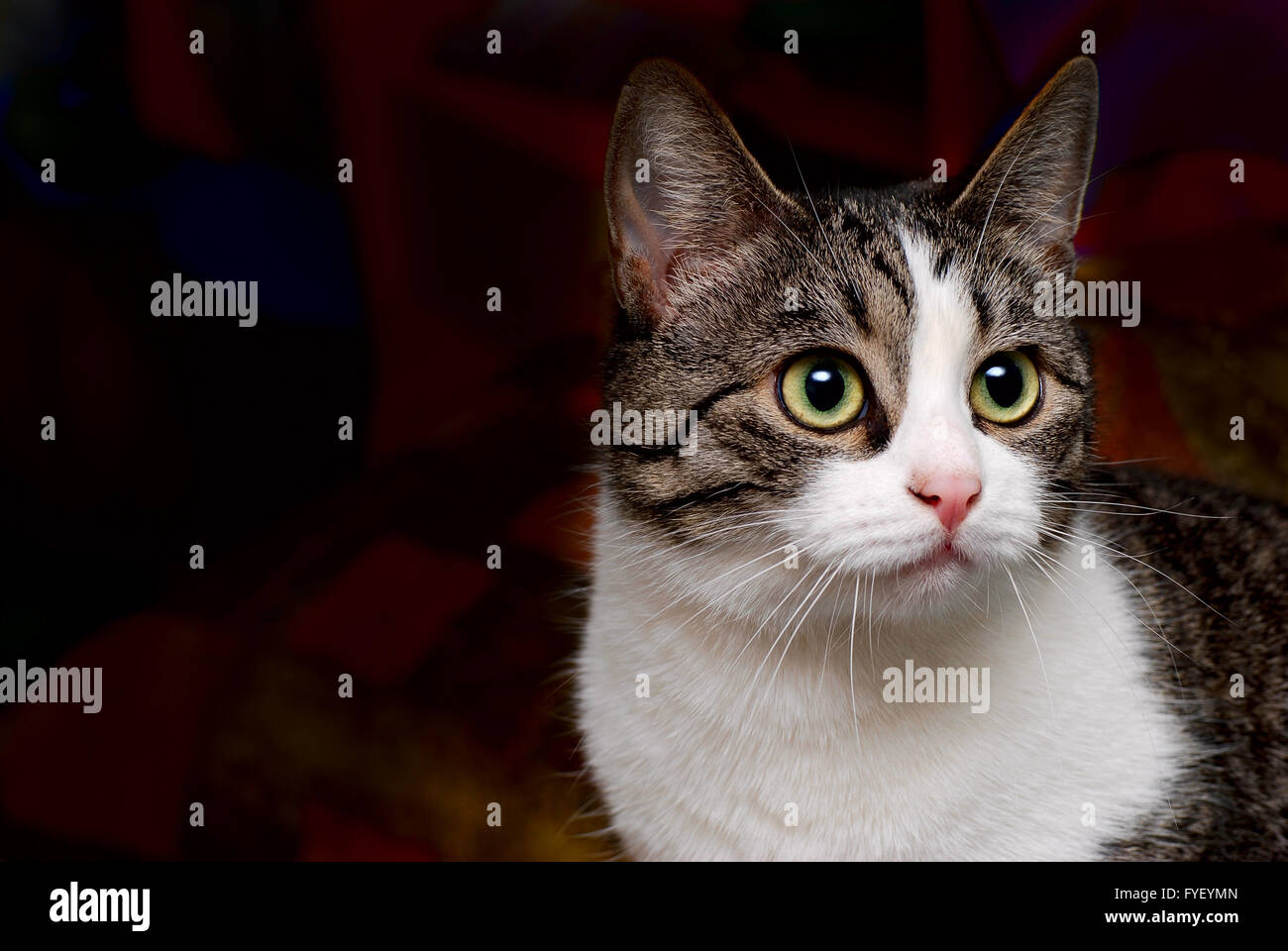 Scared little cat hi-res stock photography and images - Alamy
