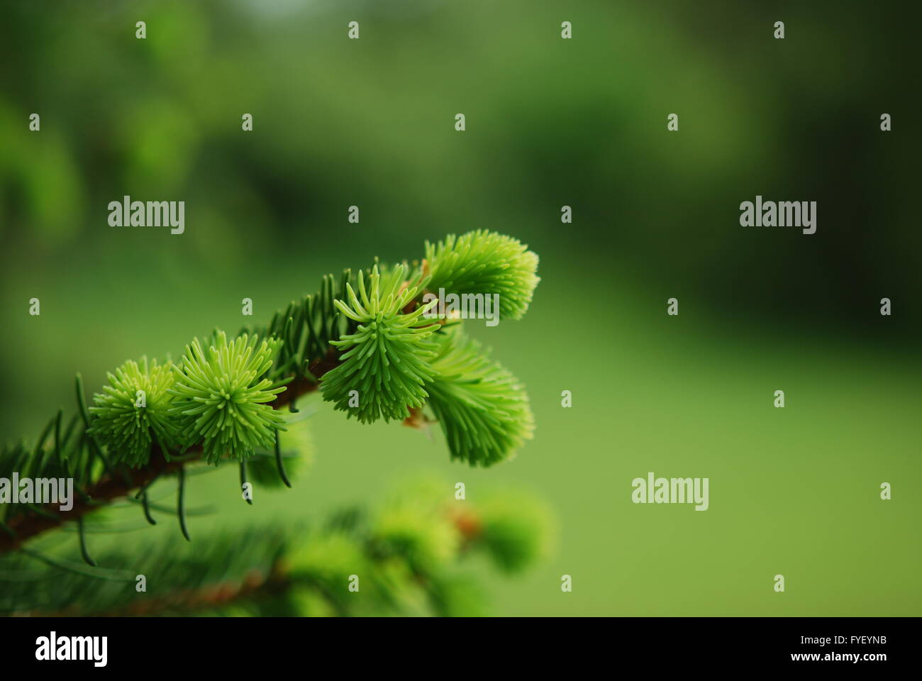 Pine tree limb hi-res stock photography and images - Alamy